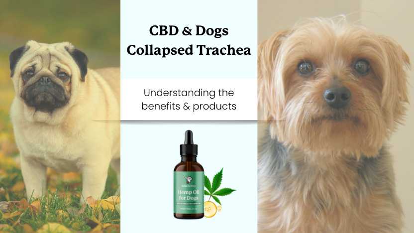 Soothing CBD for Collapsed Trachea in Dogs – Lolahemp Soothing CBD for Collapsed Trachea in Dogs – Lolahemp