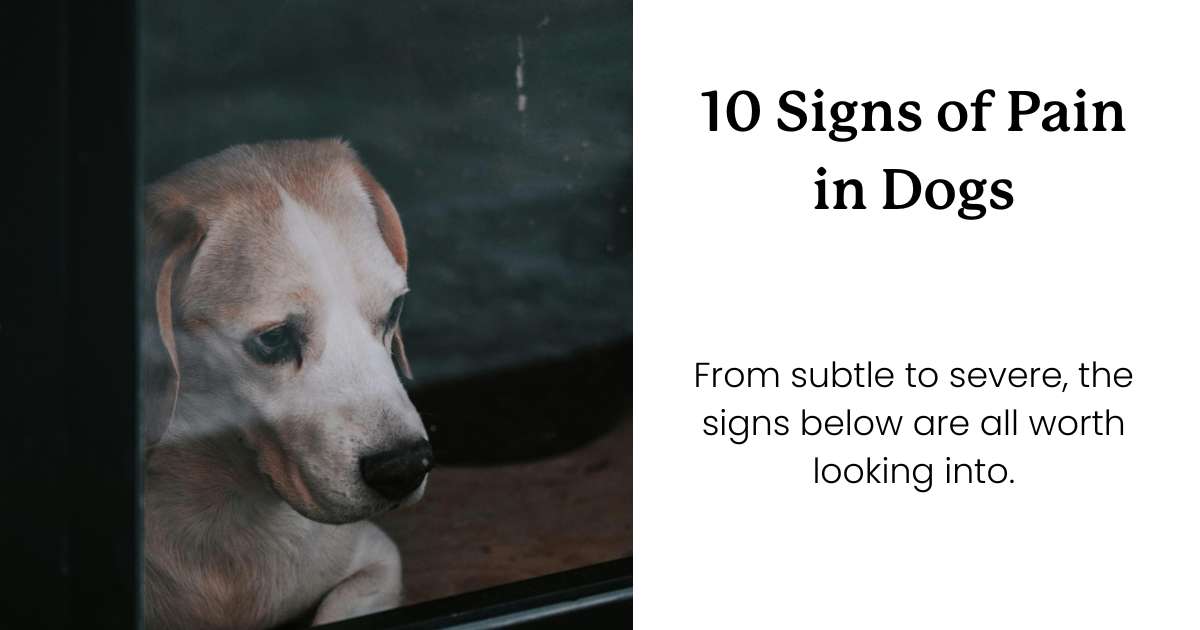 10 Signs of Pain in Dogs & How to Spot Them – Lolahemp