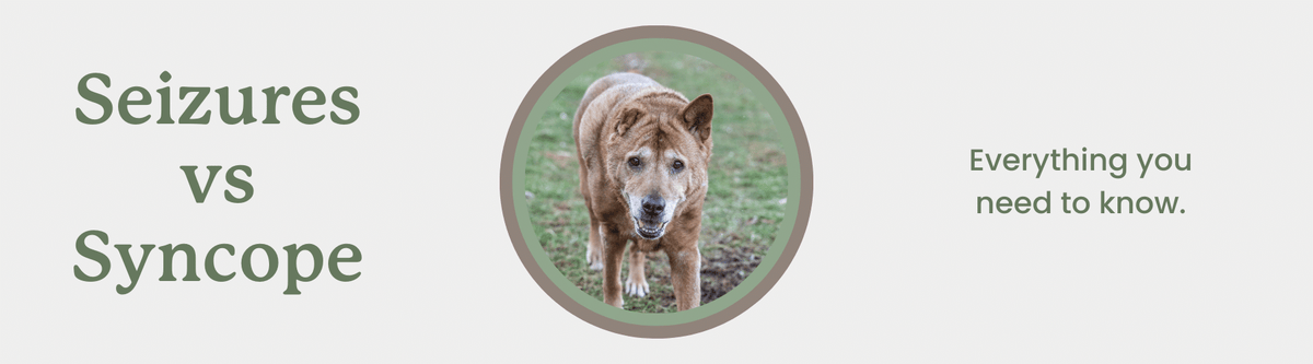 Syncope vs Seizure in Dogs | Lolahemp