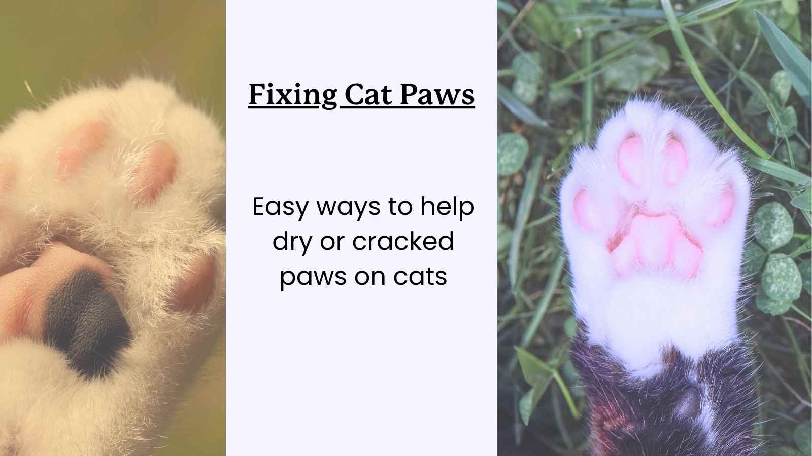 Cracked & Dry Cat Paws | Why They Happen & How to Help – Lolahemp