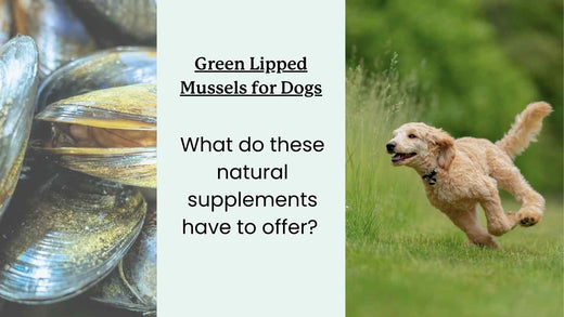 Green Lipped Mussel for Dogs | Best Options & Information – Lolahemp