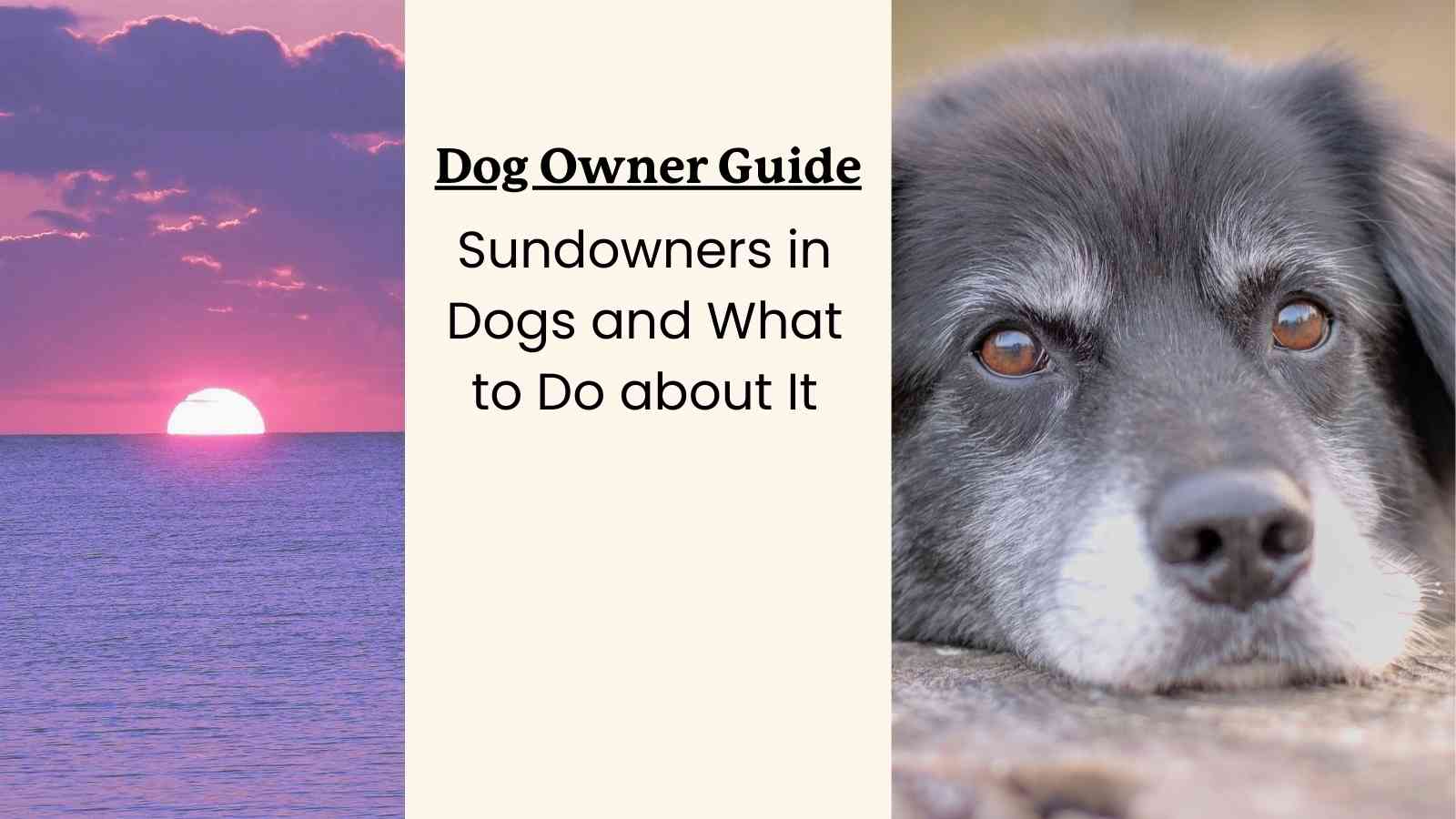 Your Guide to Dementia & Sundowners in Dogs – Lolahemp