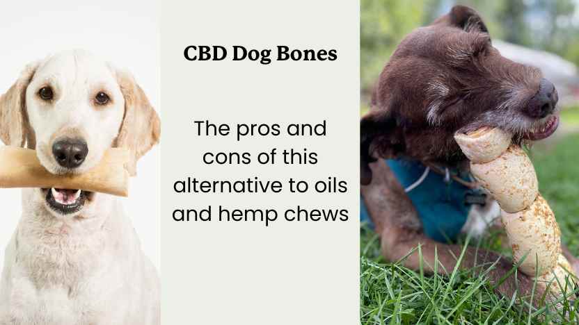 The Pros & Cons of CBD Bones for Dogs – Lolahemp