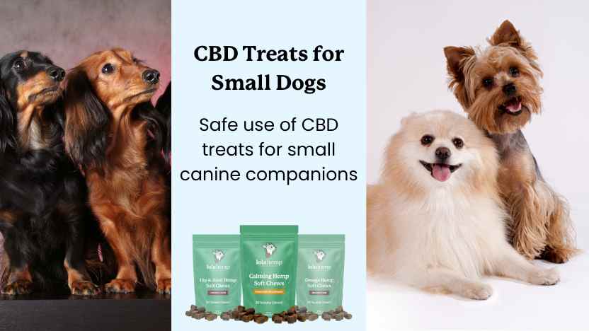 Should You Use CBD Treats for Small Dogs? – Lolahemp