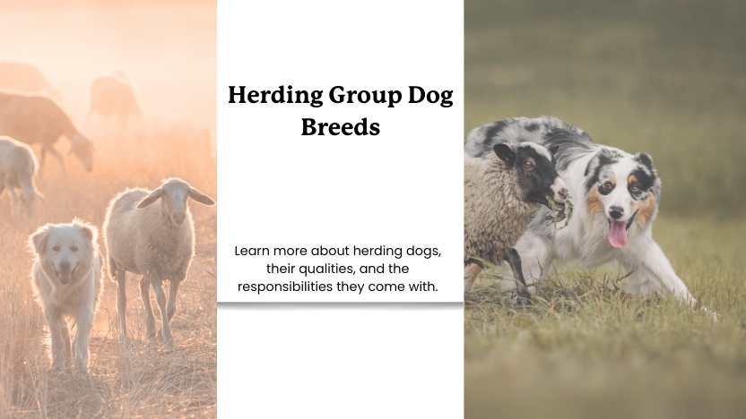 Your Guide to Herding Dogs | History, Qualities, & More – Lolahemp