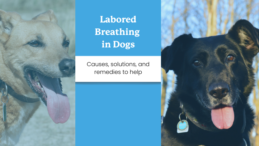 Is Your Dog Showing Signs of Labored Breathing? – Lolahemp