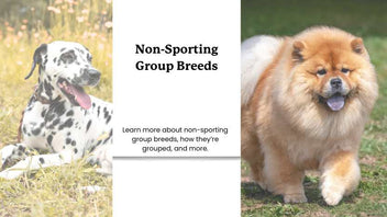 What are Non-Sporting Group Dog Breeds? – Lolahemp
