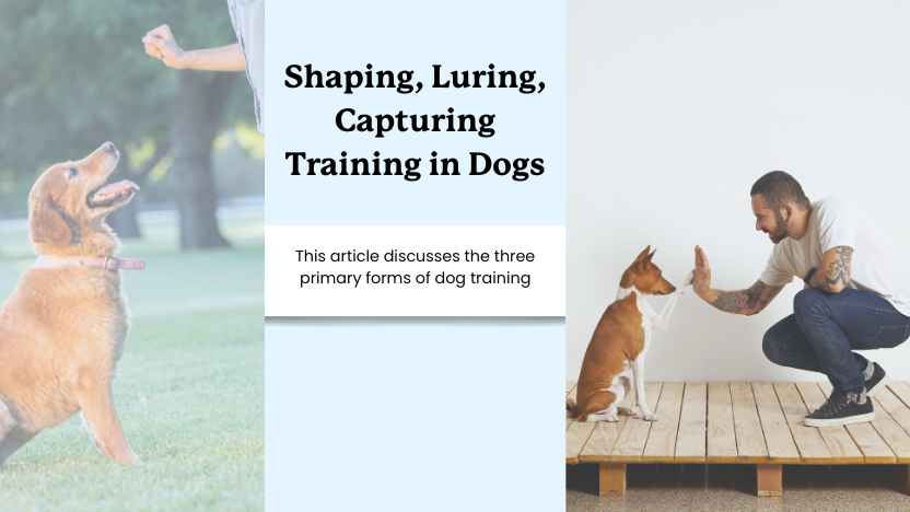 Key Dog Training Methods: Luring, Capturing, & Shaping – Lolahemp