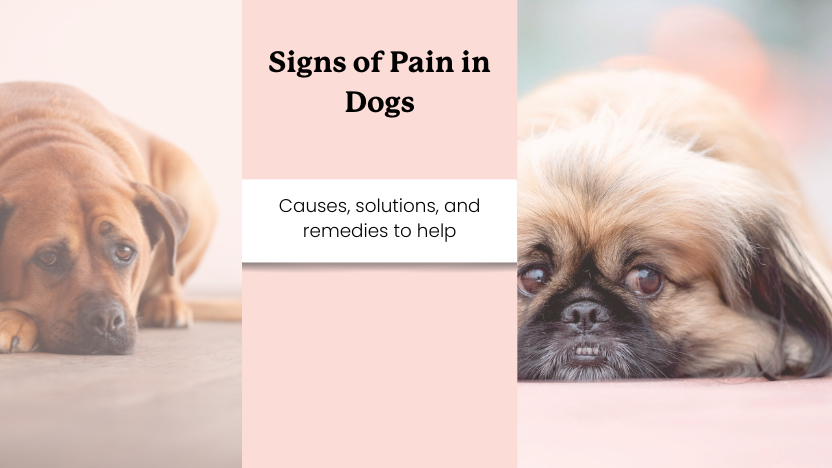 What are The Signs That a Dog is in Pain? – Lolahemp