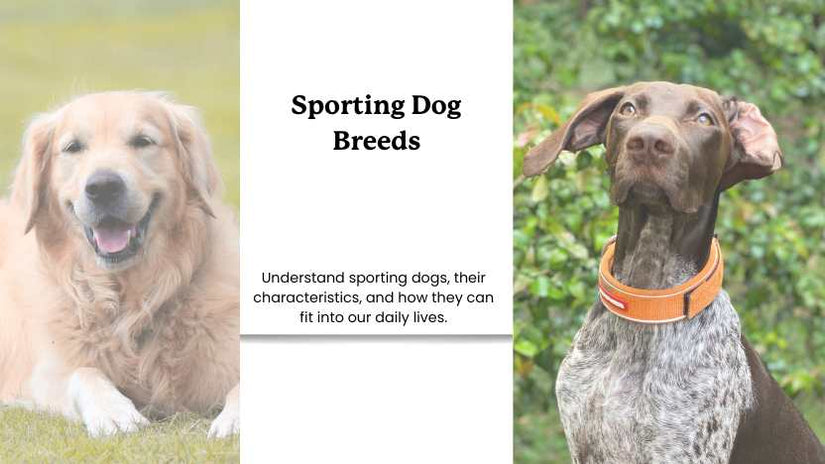 Working Group Dog Breeds | A Complete Overview – Lolahemp