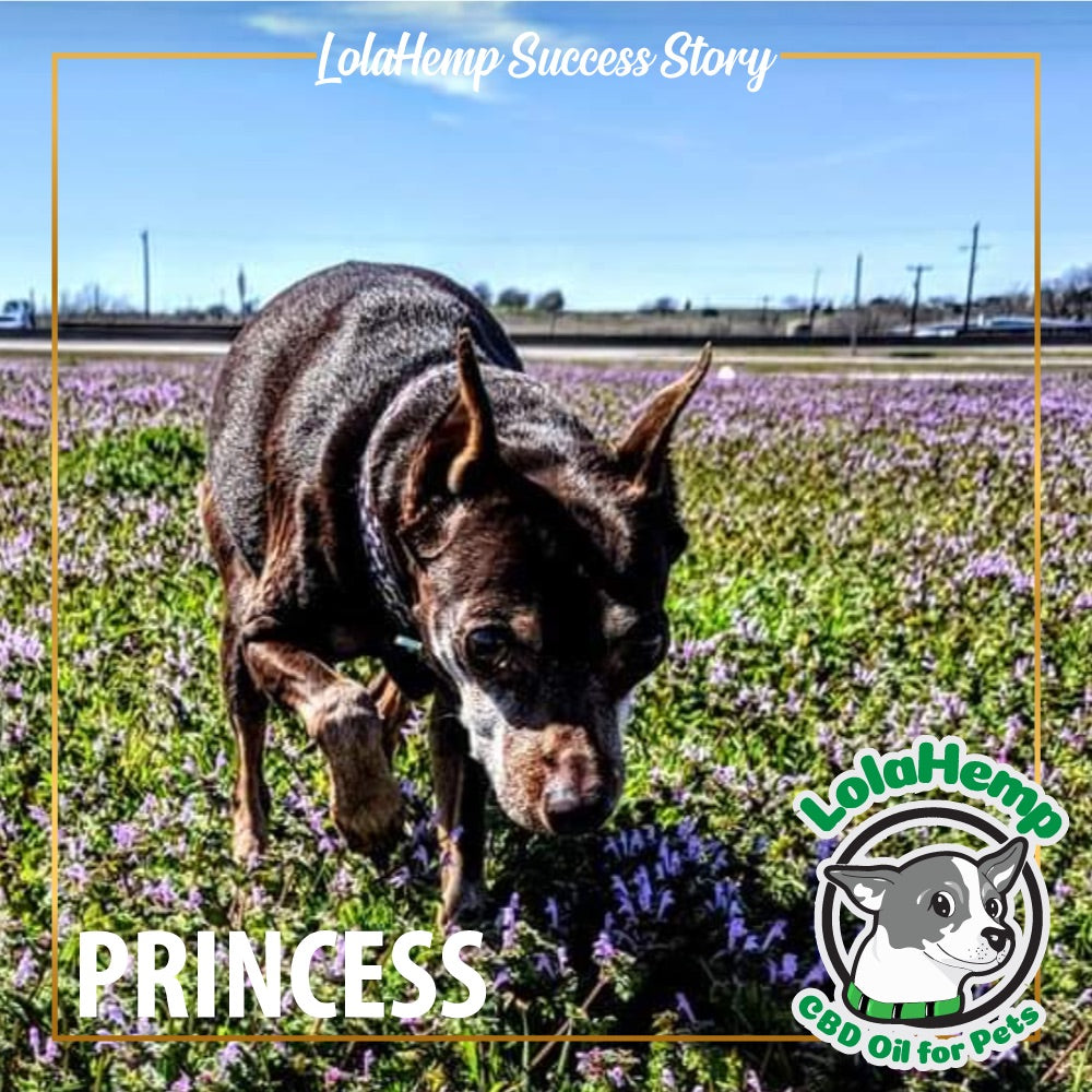 One Miniature Pinscher's CBD Success Story – Lolahemp