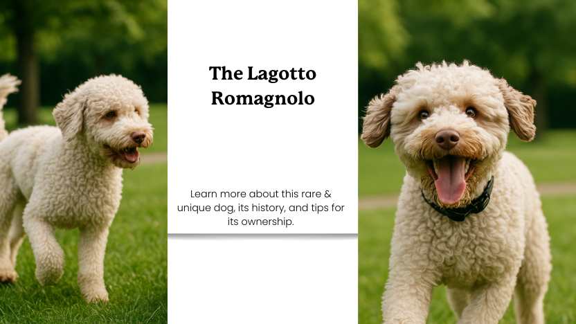 Understanding The Lagotto Romagnolo – Lolahemp