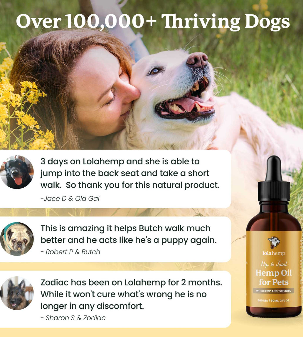 Your Guide to Herding Dogs | History, Qualities, & More – Lolahemp