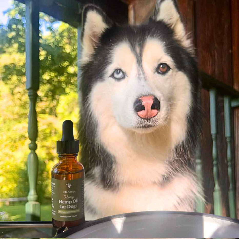 Calming CBD Oil for Dogs | Hemp, Chamomile, & L-Theanine – Lolahemp