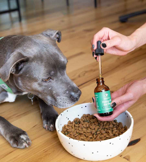 Best CBD Tinctures for Dogs | USA-Made & Lab-Tested – Lolahemp