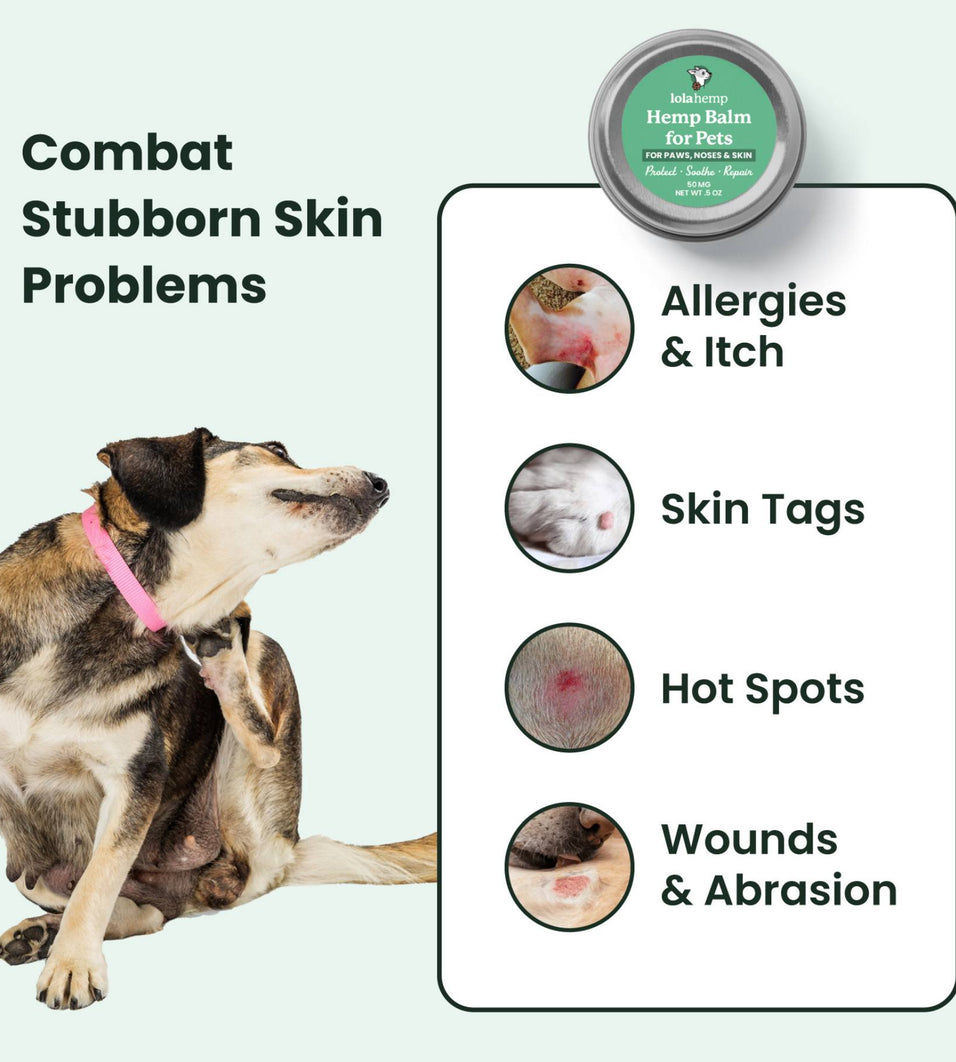 Ringworm on Dogs | How to Tell if Your Dog is Affected – Lolahemp