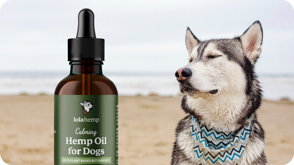 Natural Calming CBD Oil for Dogs | Lolahemp
